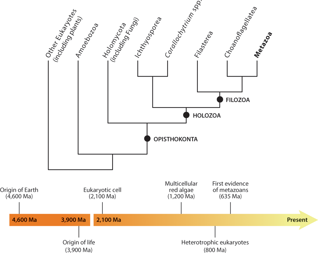 Phylogenetic Tree Of Invertebrates